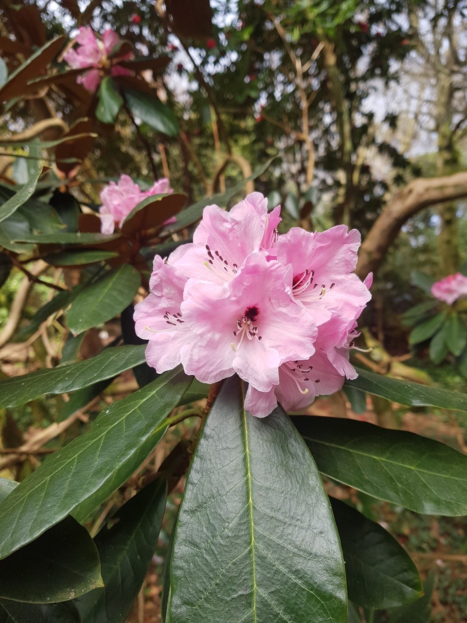 Photographic Competition - A hardy species rhododendron