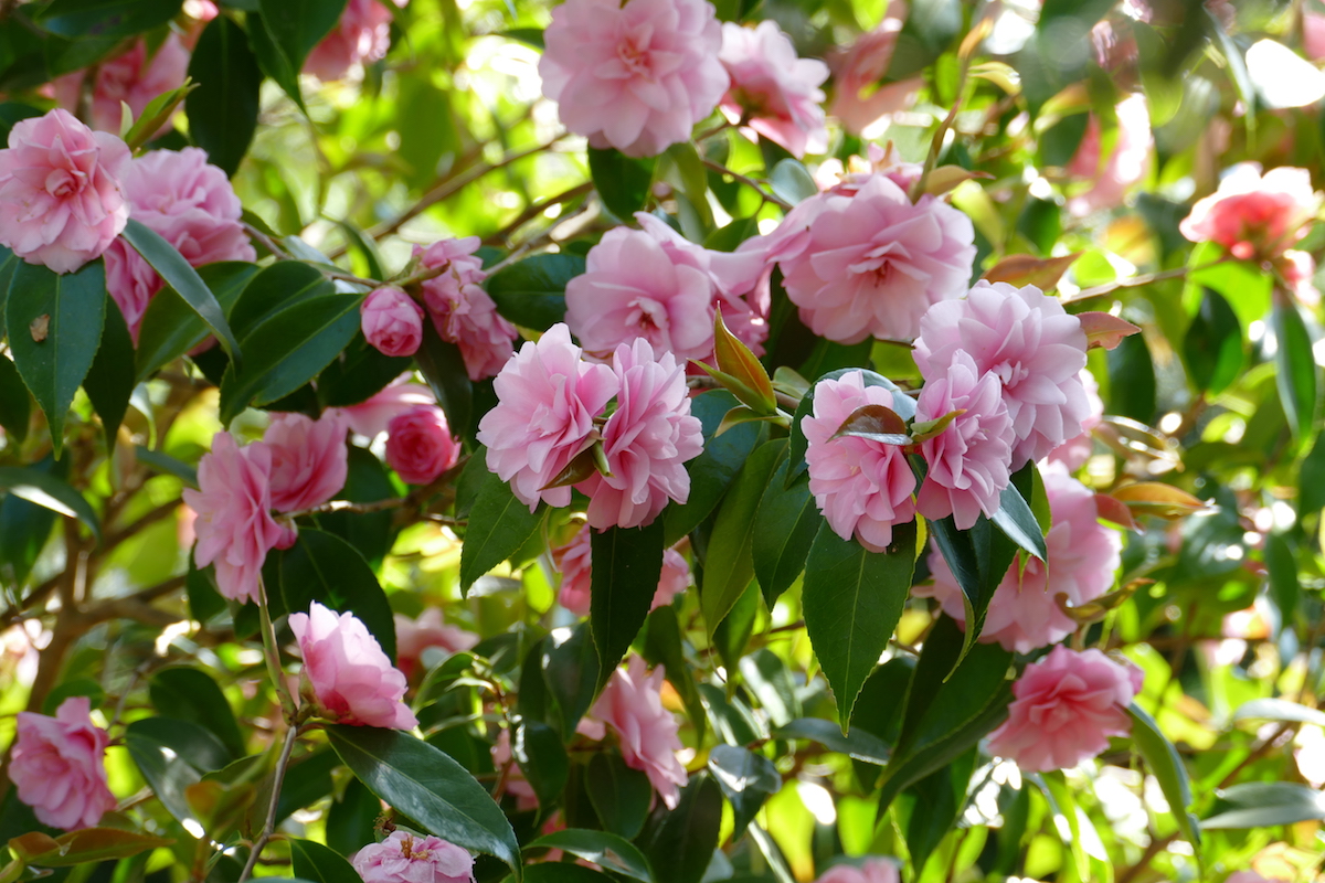 The Rhododendron, Camellia & Magnolia Group. Three groups of plants ...