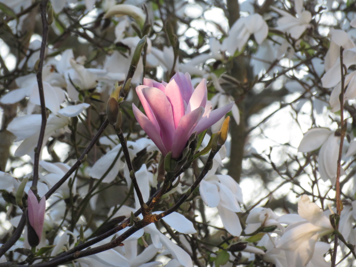 The Rhododendron, Camellia & Magnolia Group. Three groups of plants ...