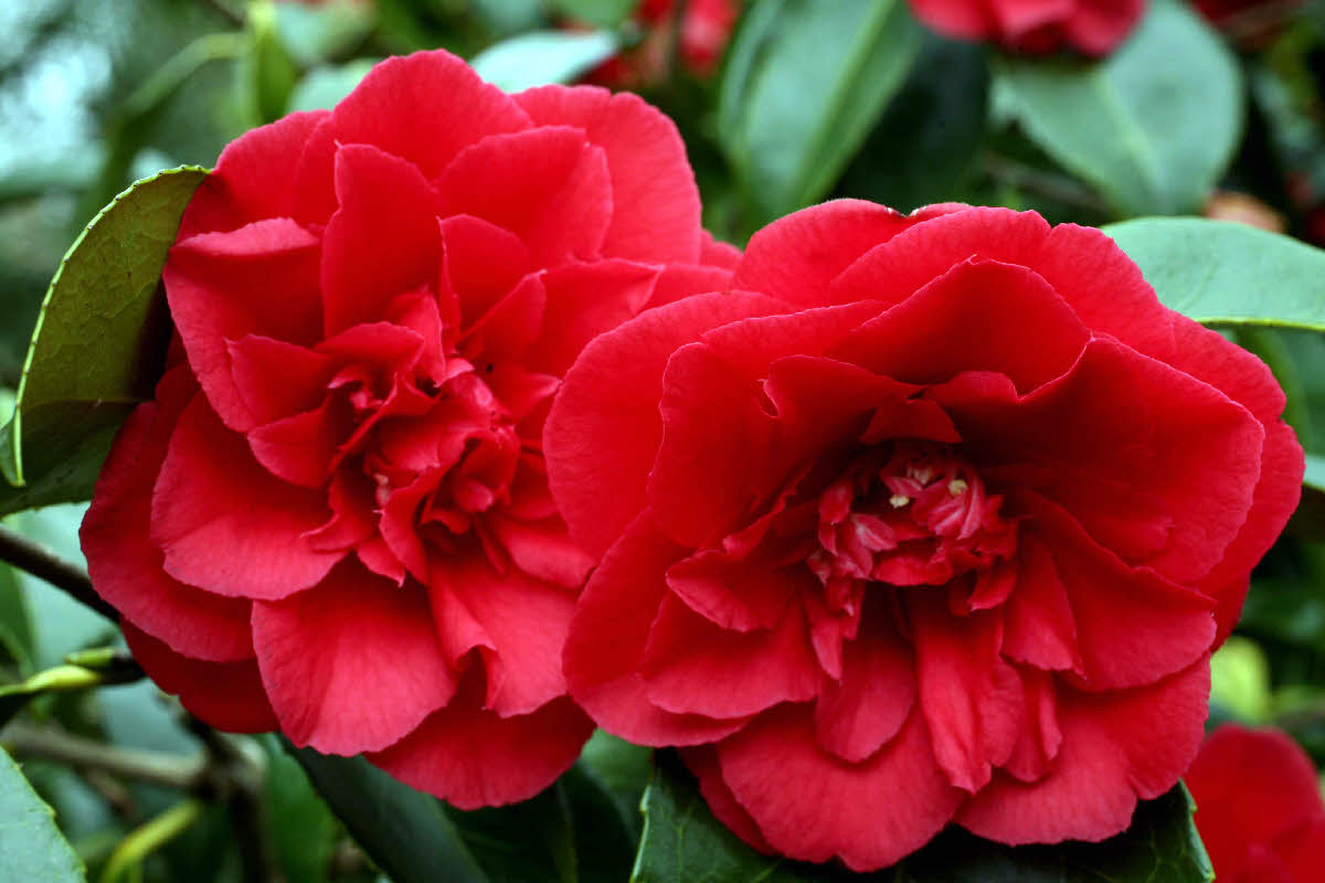 Camellias Plant Directory