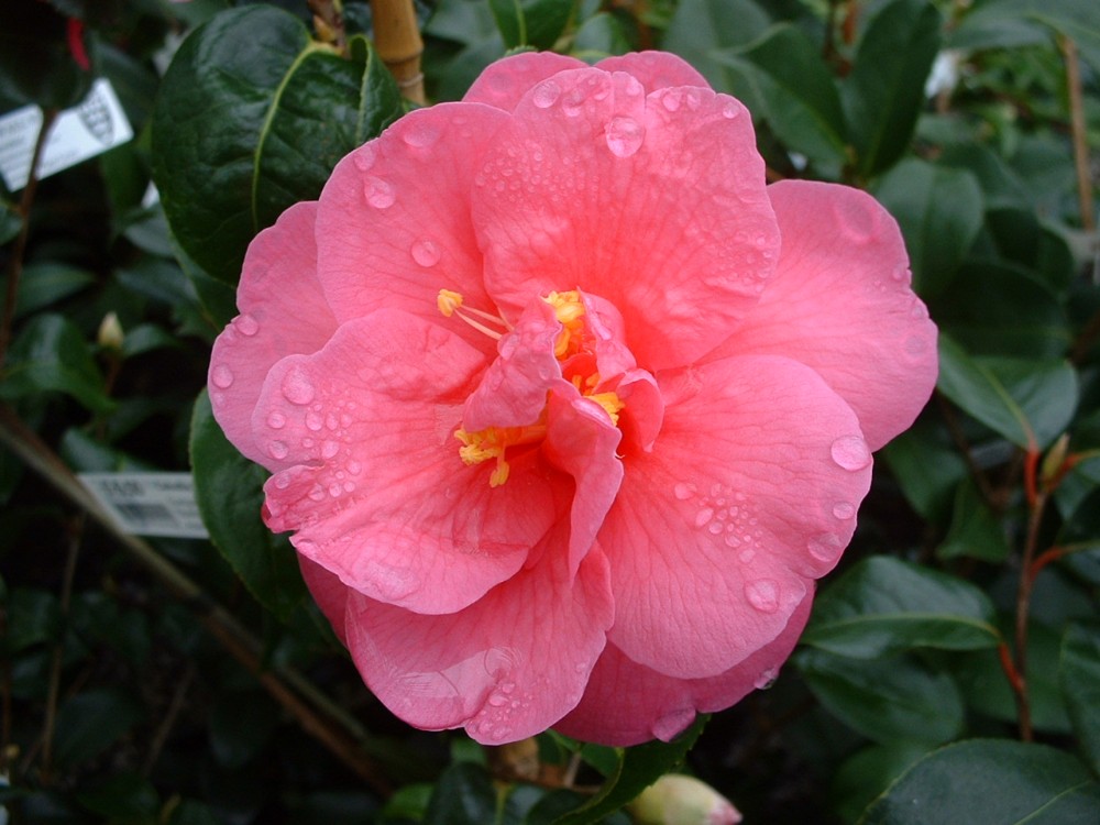 Camellias Plant Directory
