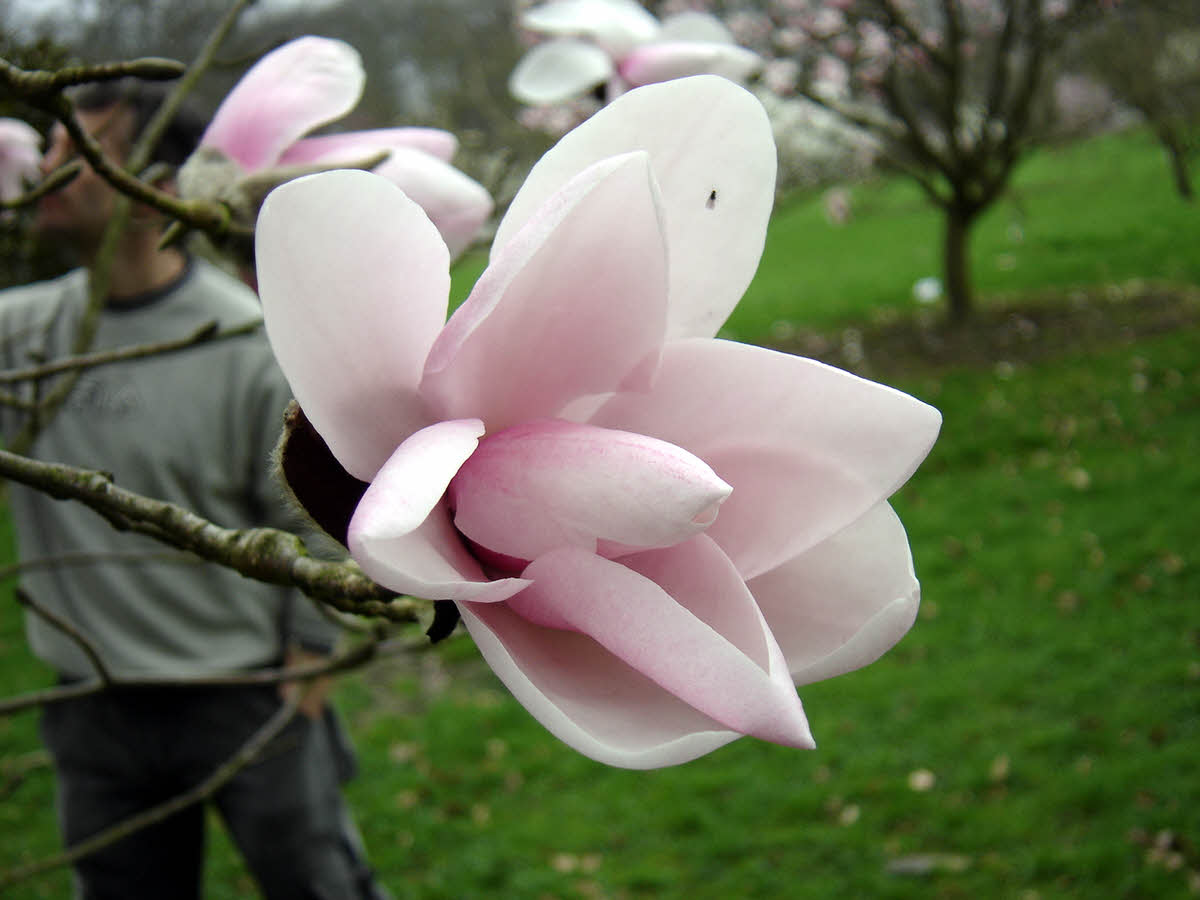 Magnolias Plant Directory