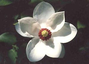 Magnolias Plant Directory