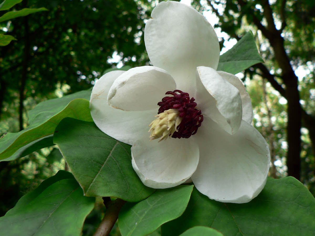 Magnolias Plant Directory