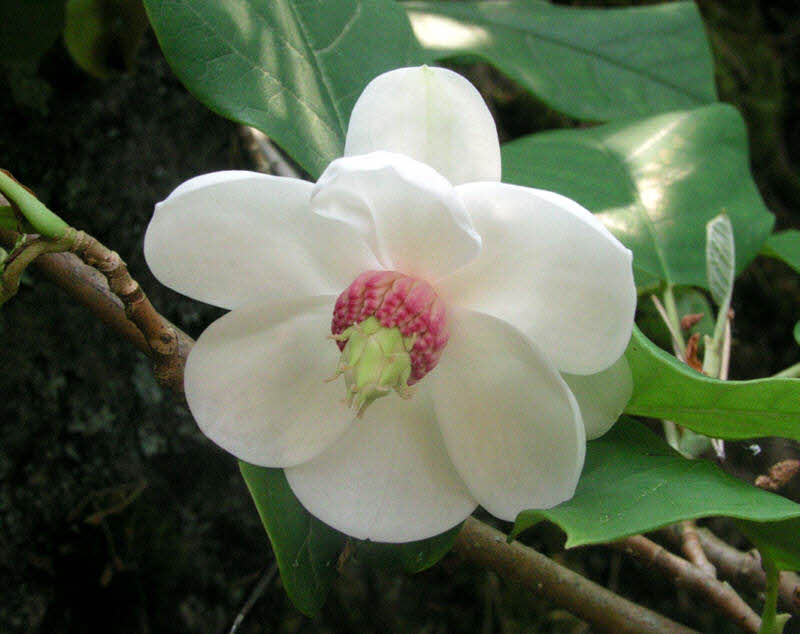 Magnolias Plant Directory