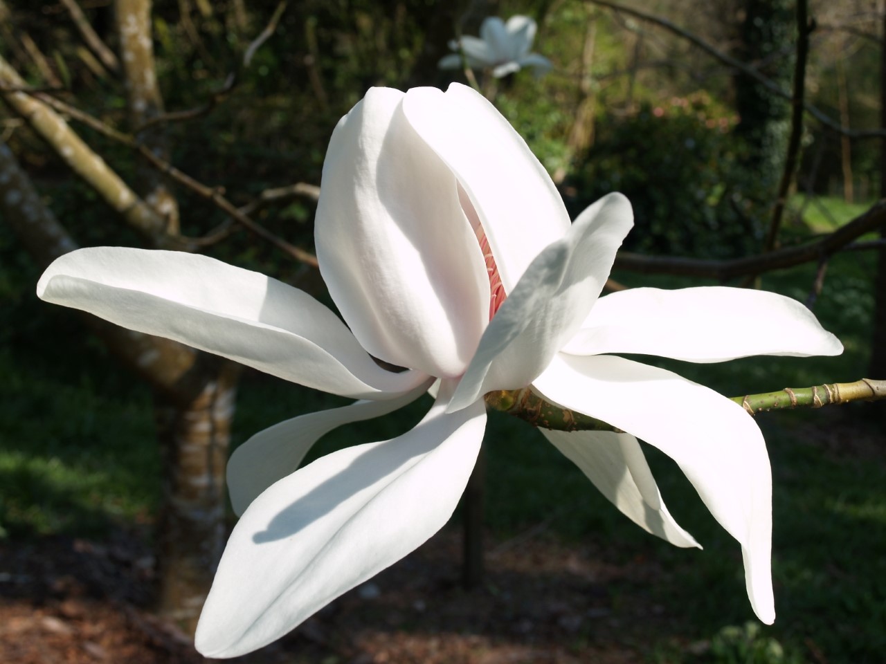 Magnolias Plant Directory
