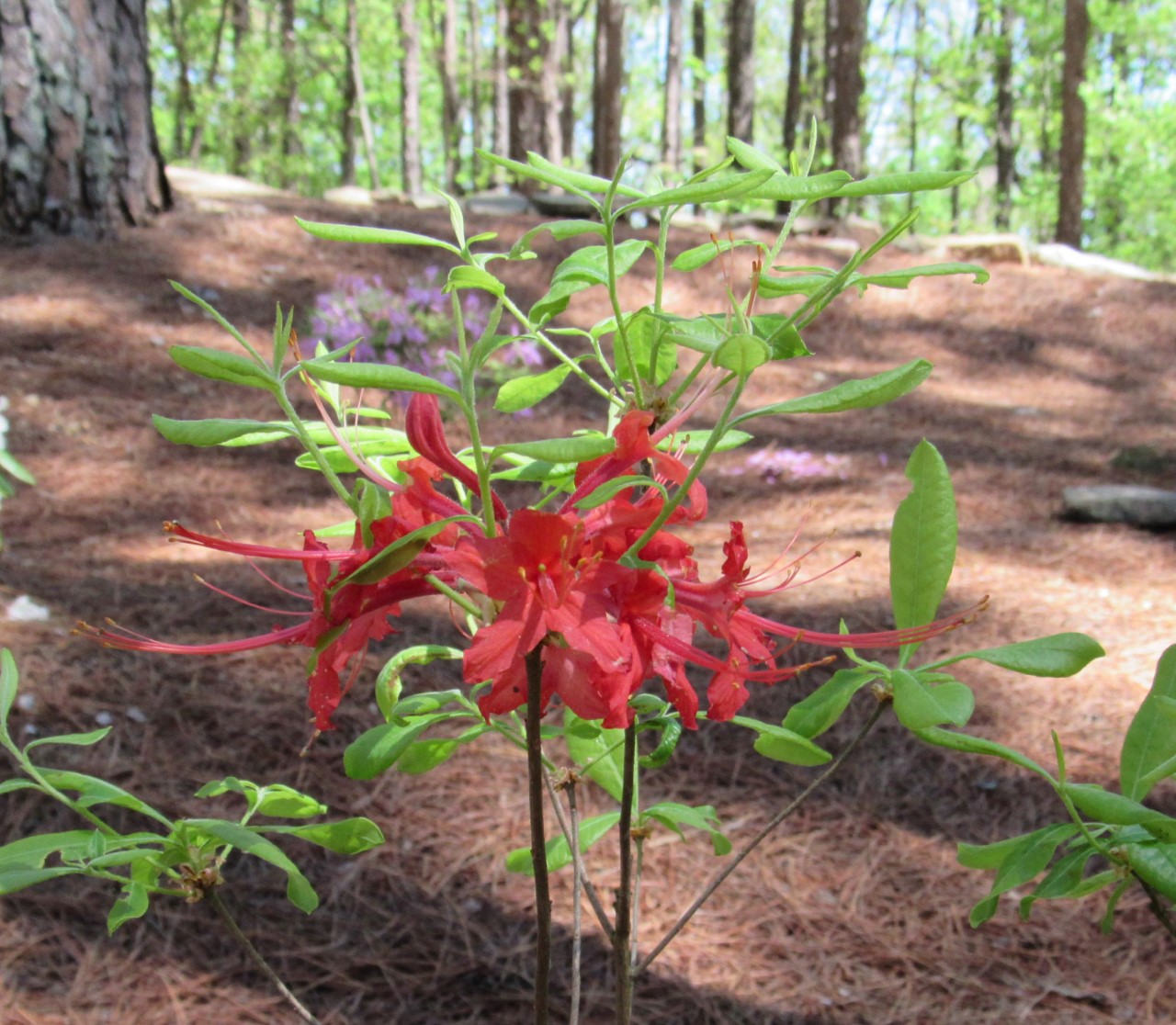 Rhododendrons Plant Directory