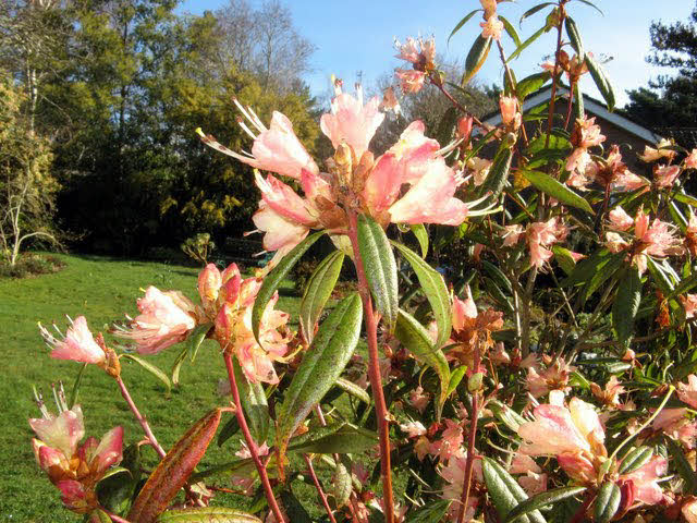 Rhododendrons Plant Directory
