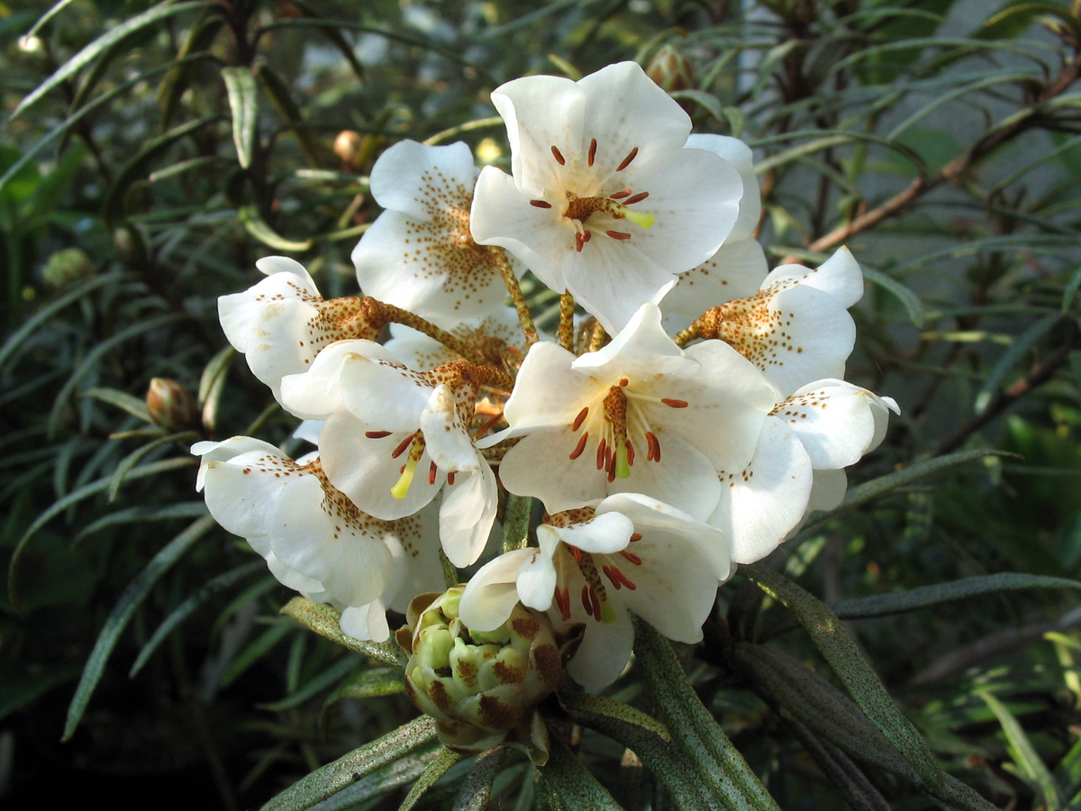Rhododendrons Plant Directory