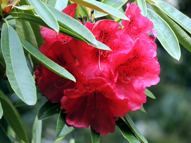 Rhododendrons Plant Directory