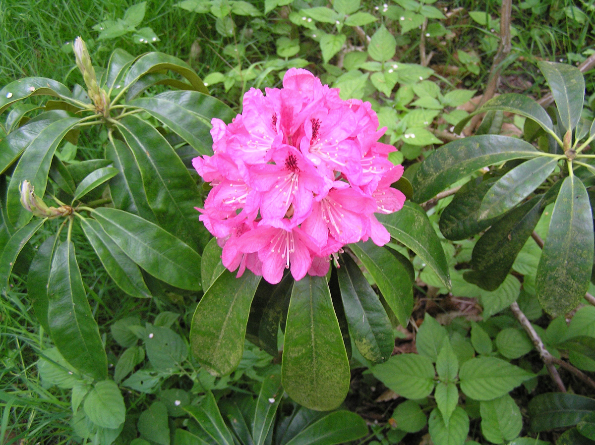 Rhododendrons Plant Directory