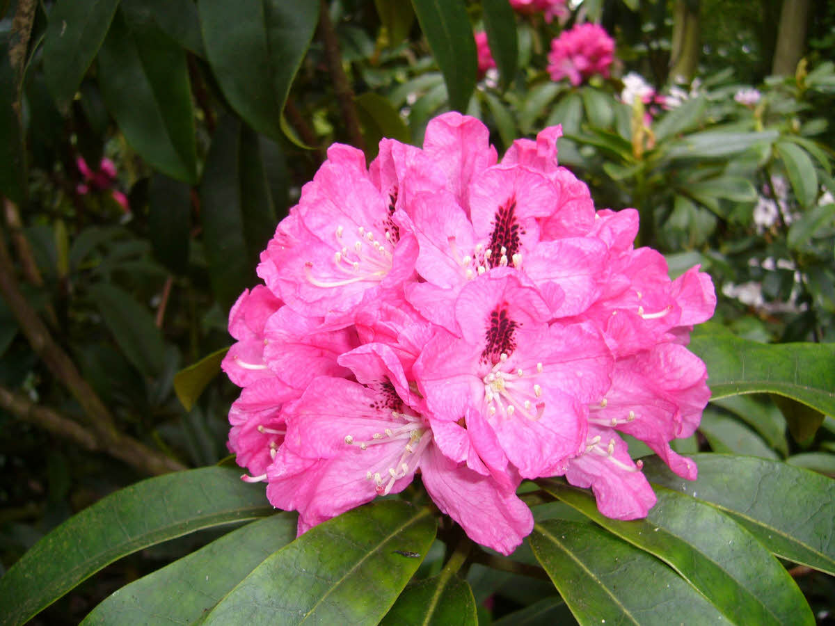 Rhododendrons Plant Directory