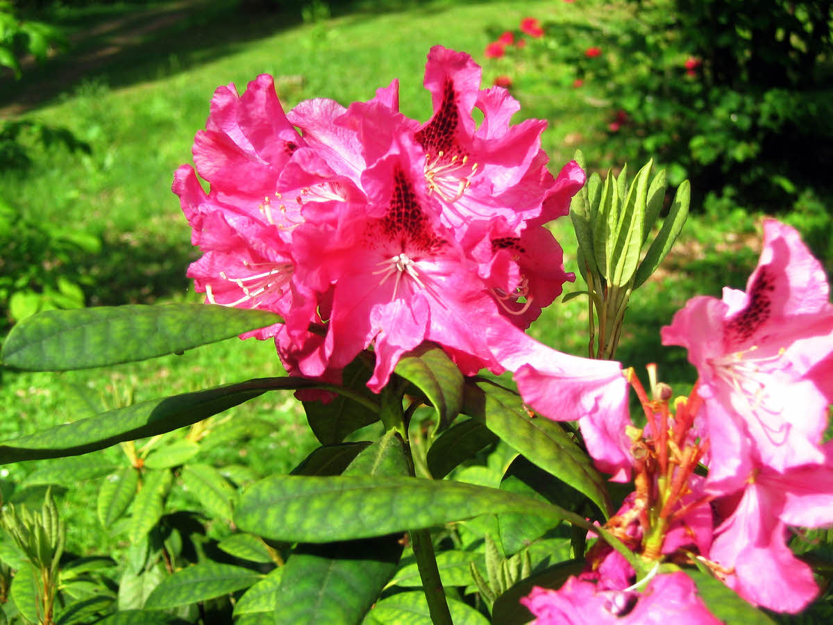 Rhododendrons Plant Directory