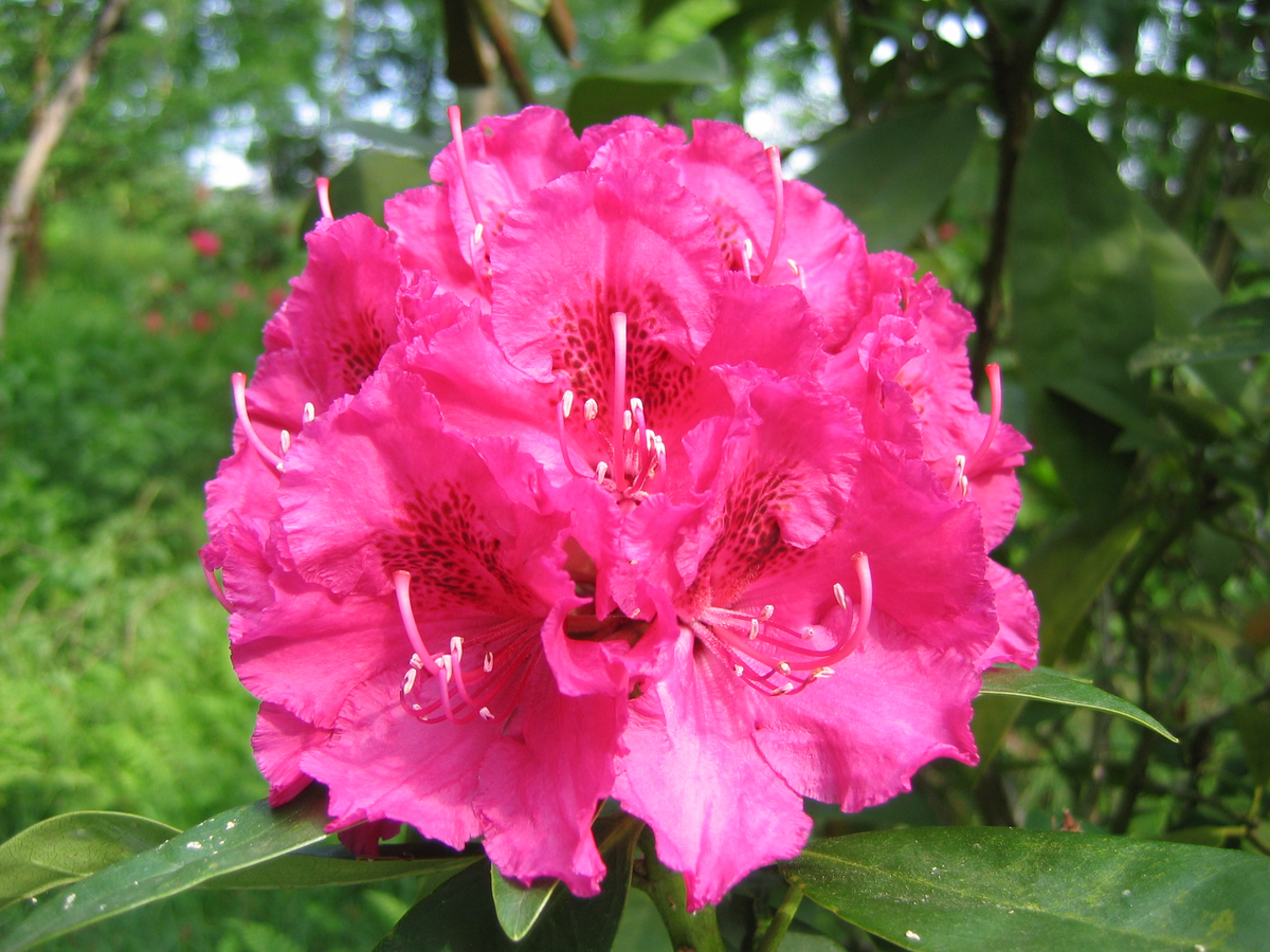 Rhododendrons Plant Directory