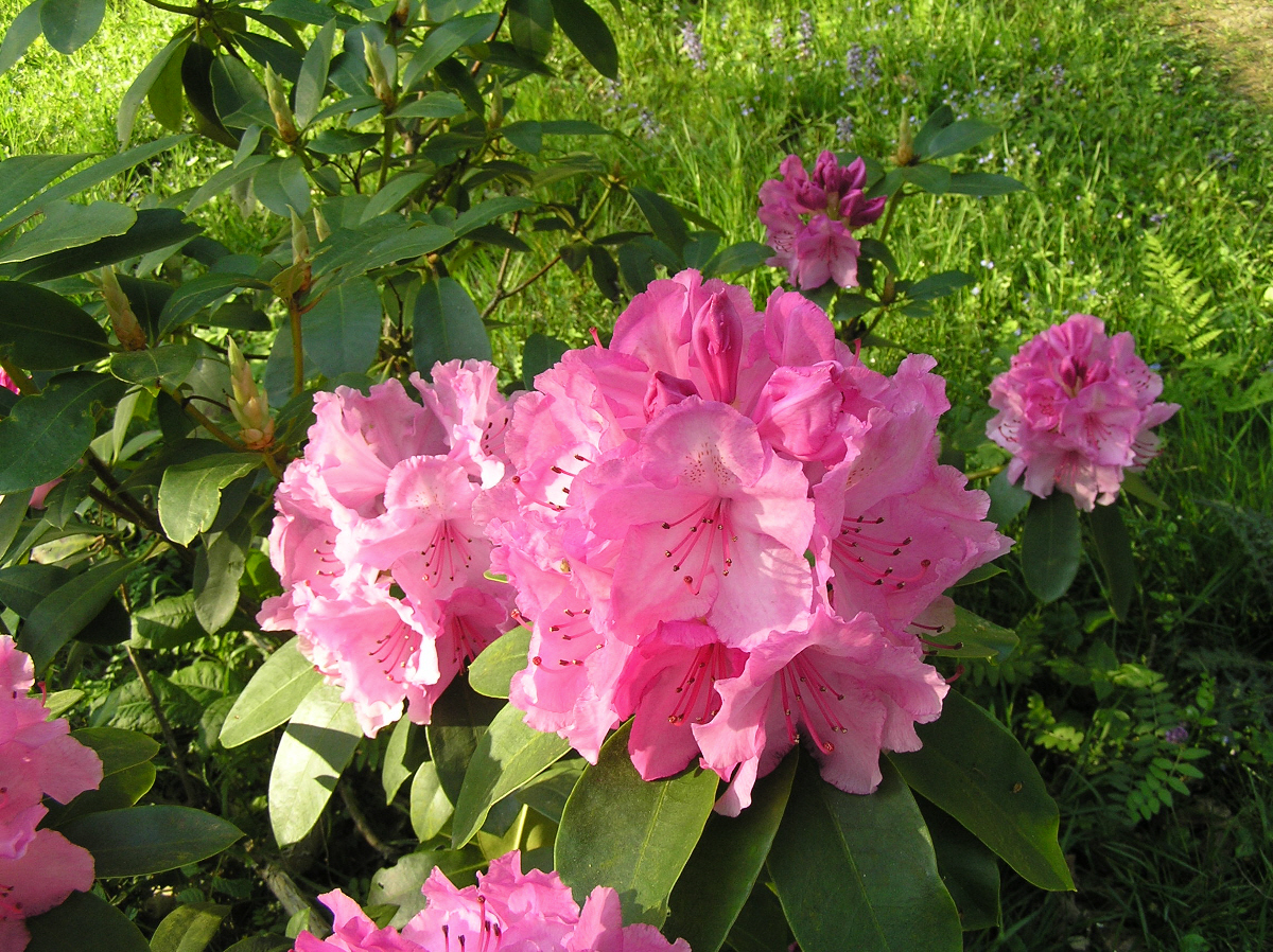 Rhododendrons Plant Directory