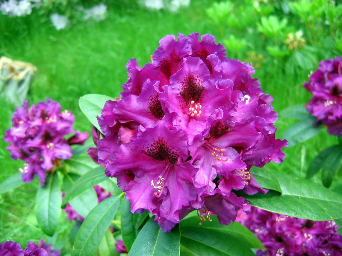 Rhododendrons Plant Directory