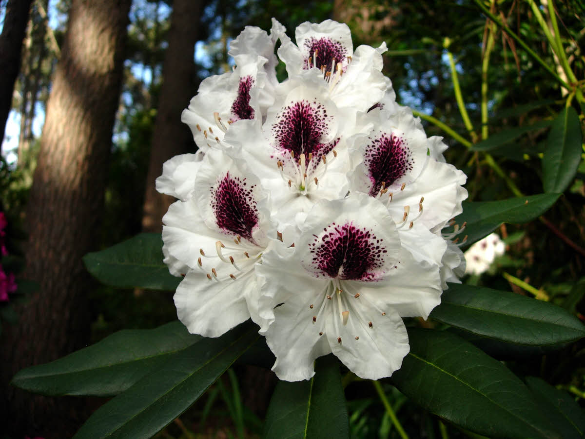 Rhododendrons Plant Directory
