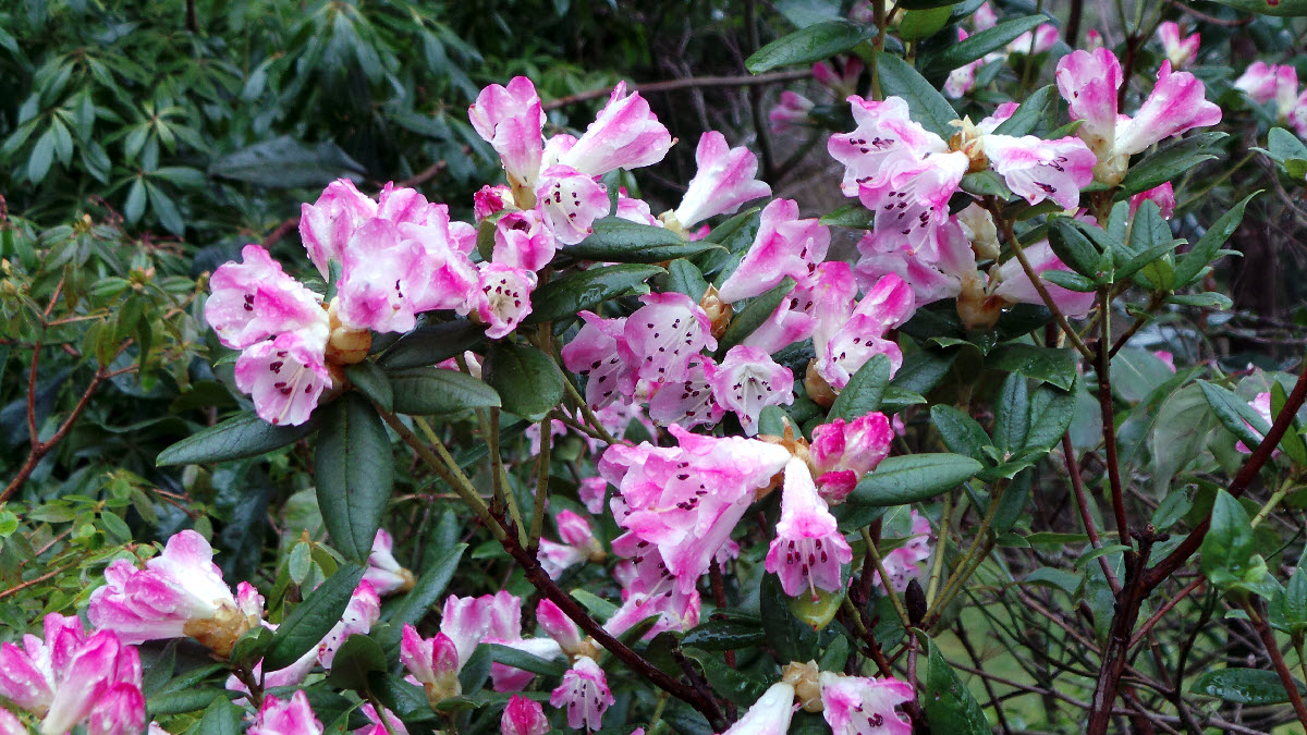 Rhododendrons Plant Directory