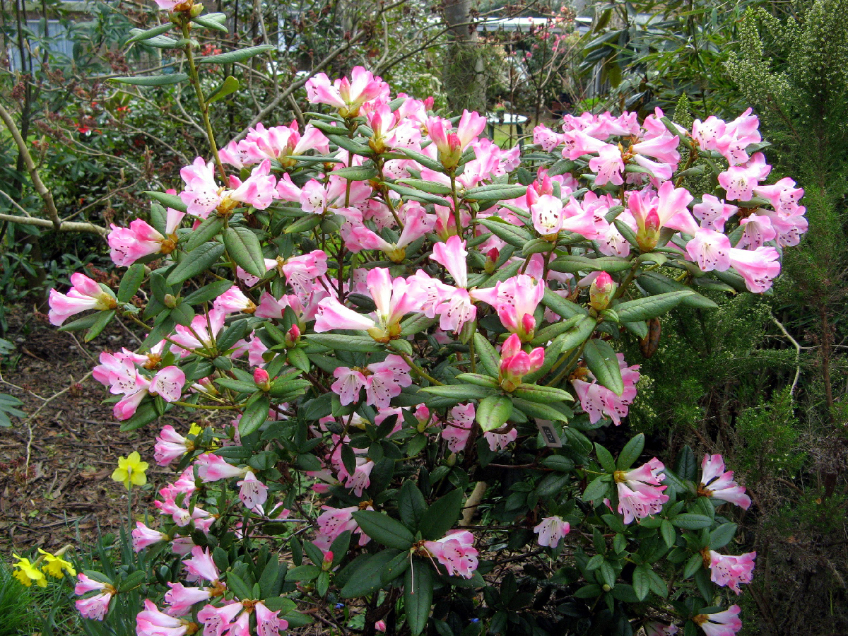 Rhododendrons Plant Directory