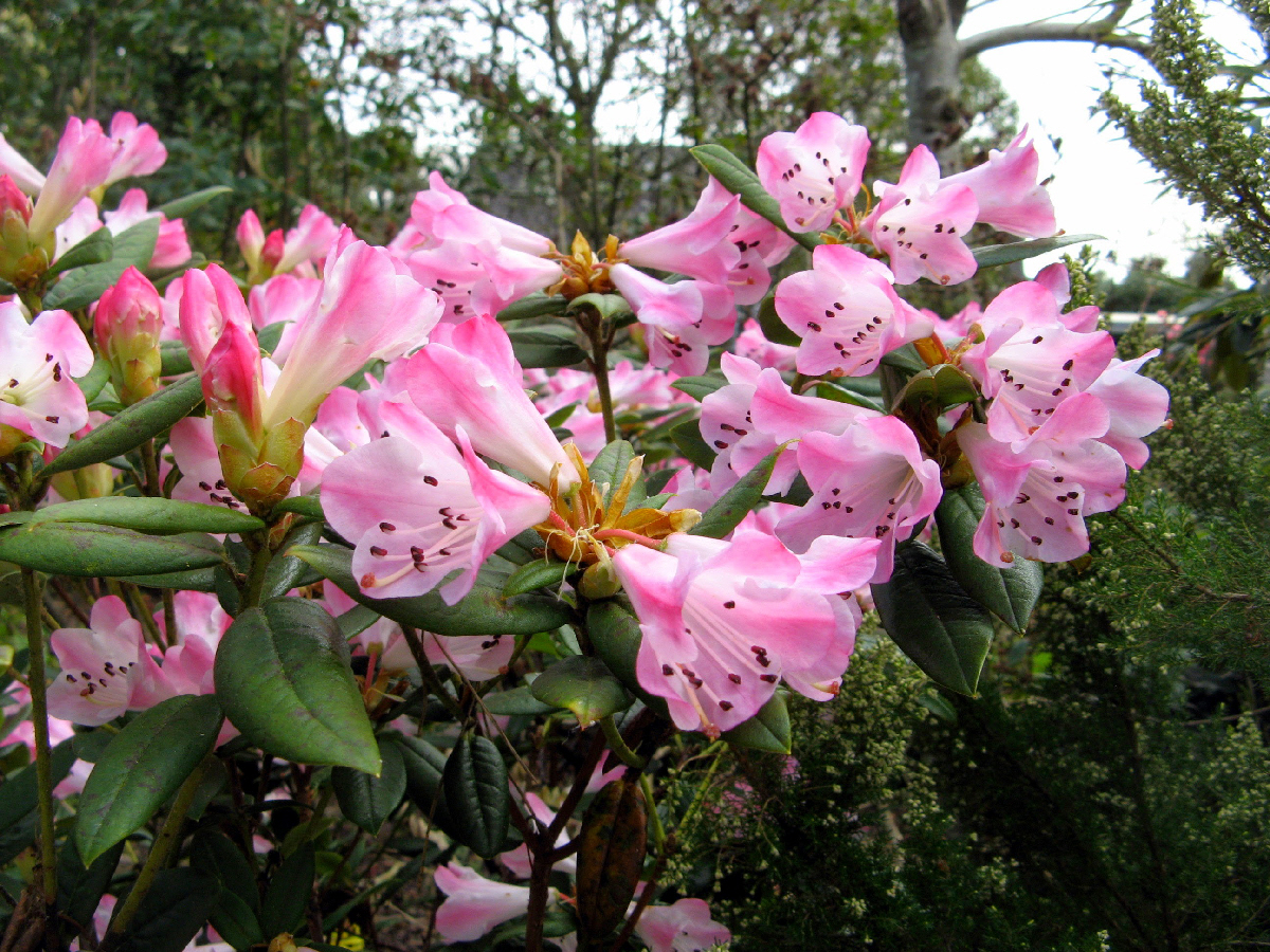 Rhododendrons Plant Directory