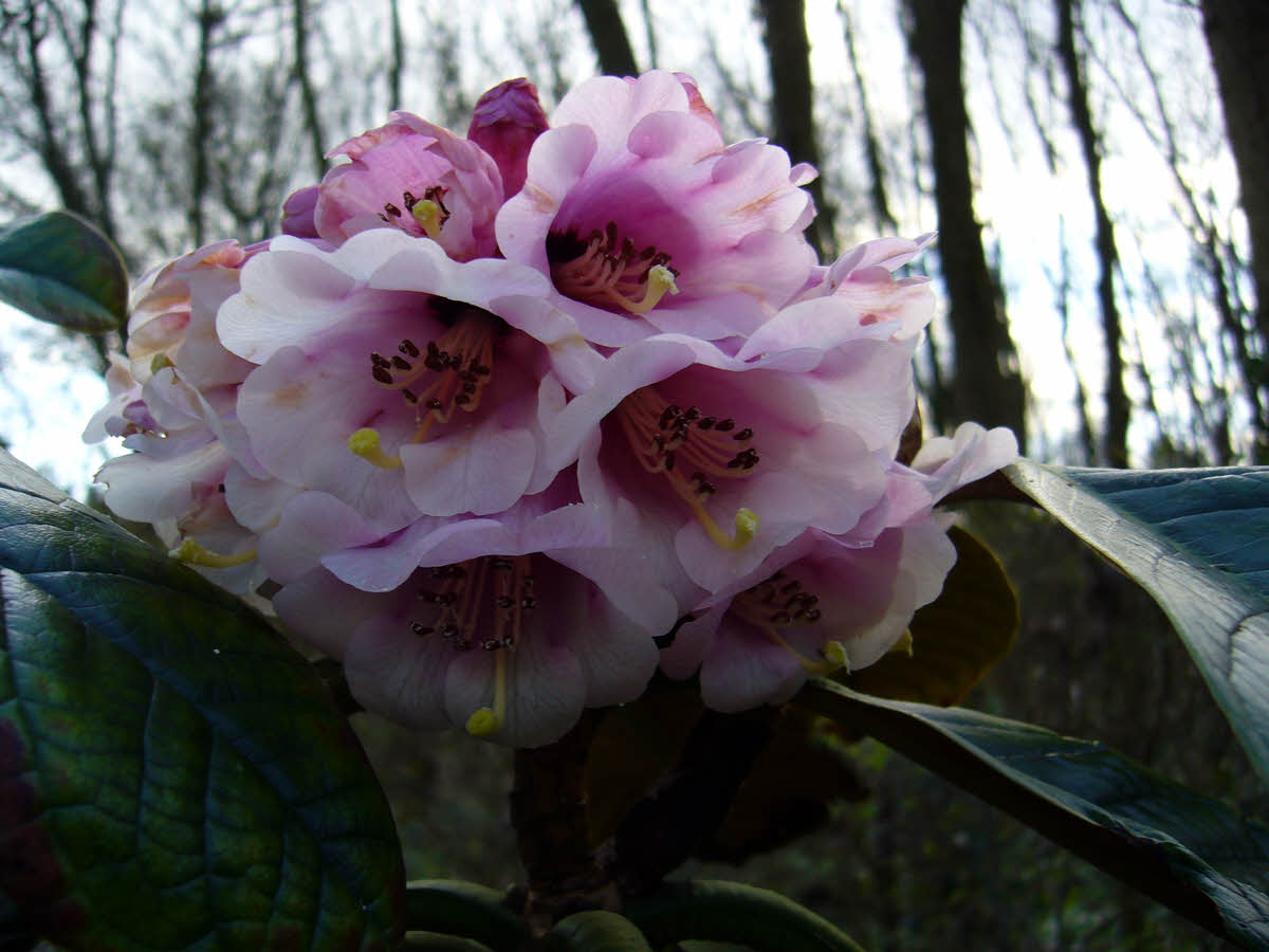 Rhododendrons Plant Directory