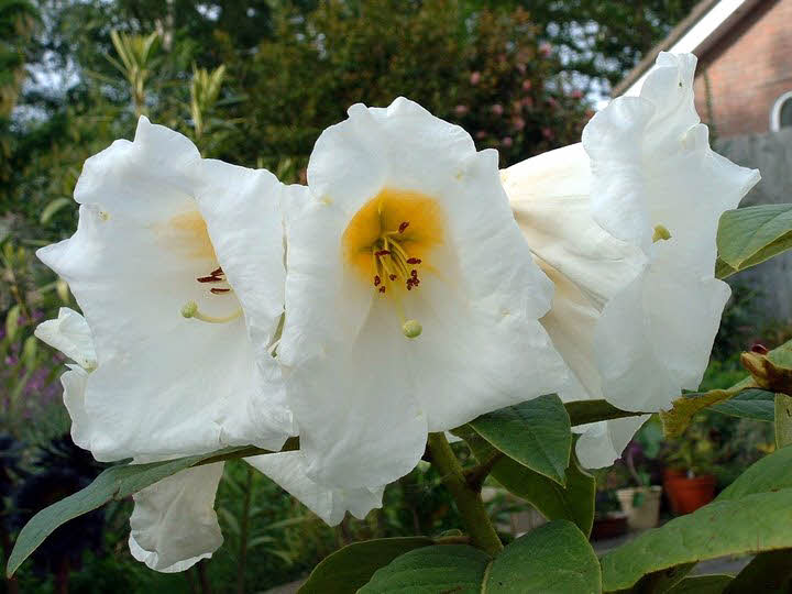 Rhododendrons Plant Directory