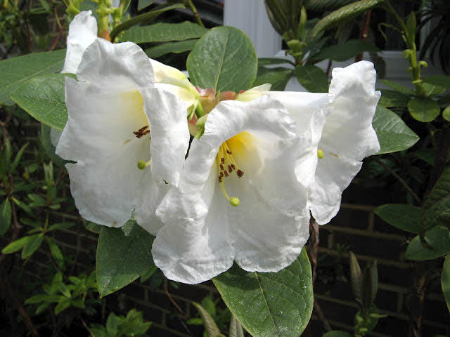Rhododendrons Plant Directory