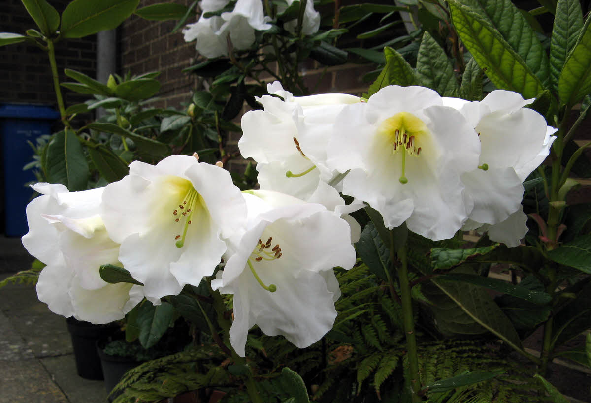 Rhododendrons Plant Directory