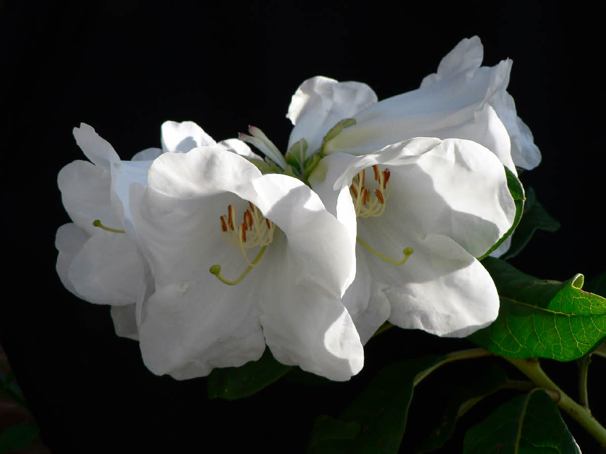 Rhododendrons Plant Directory