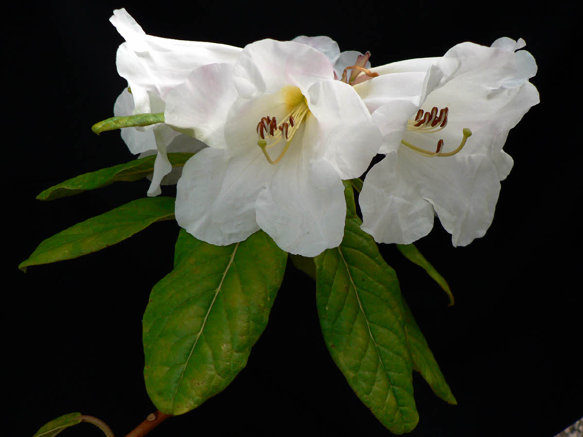Rhododendrons Plant Directory