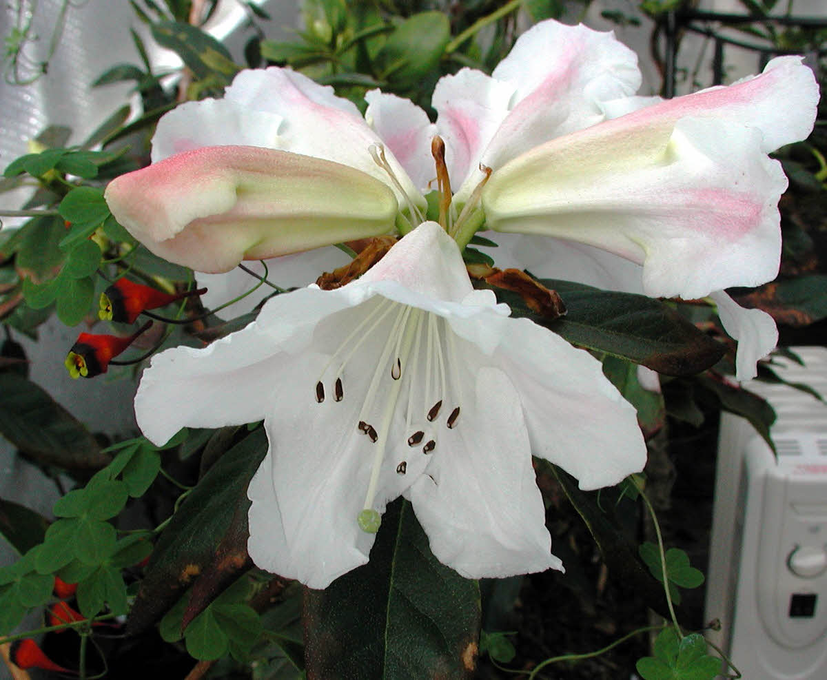 Rhododendrons Plant Directory